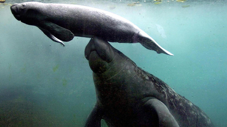 Injured Manatee Going Back to Water in South Florida – NBC 6 South Florida