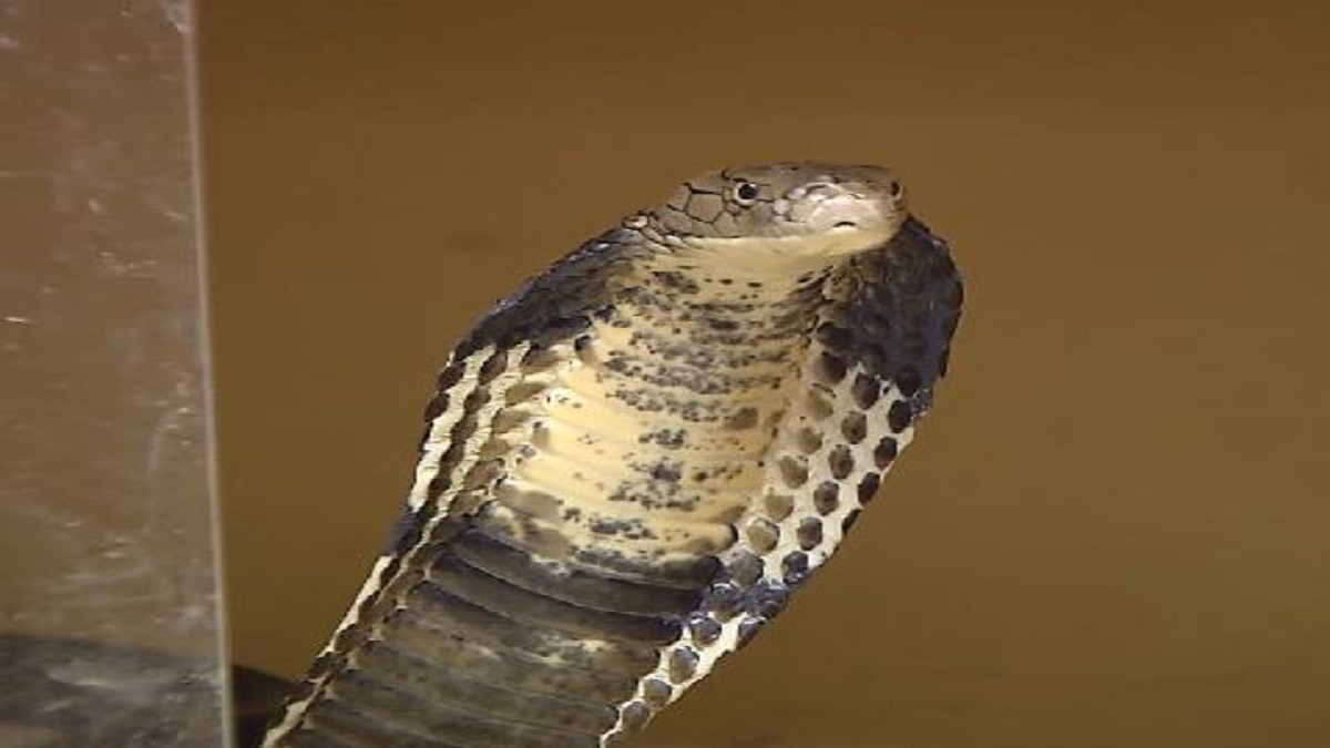 Venomous Snakes in South Florida Neighborhoods – NBC 6 South Florida