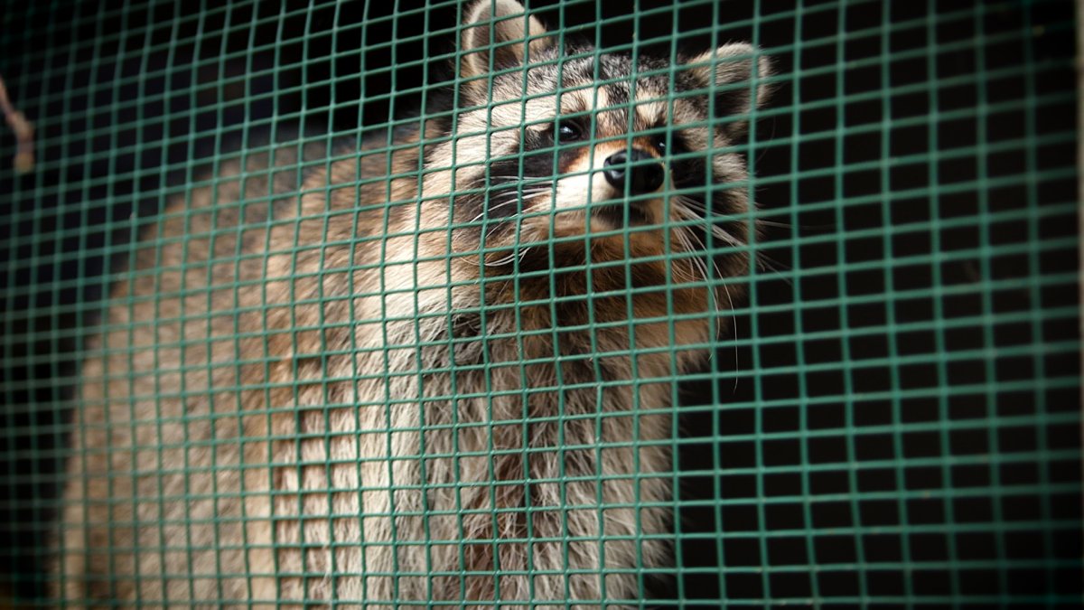 Rabies alert issued for portion of Broward County after confirming case ...