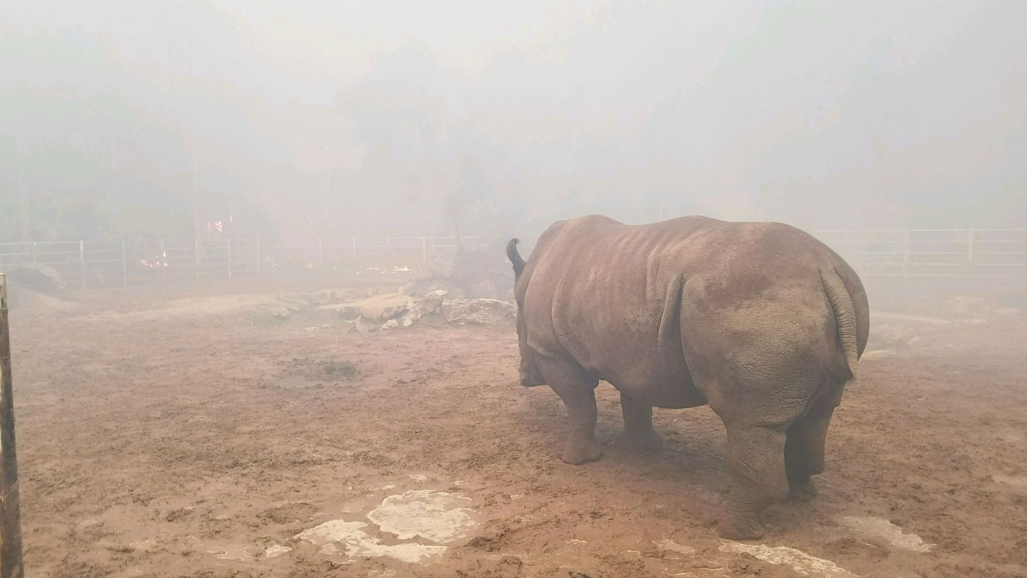 Wildlife Preserve Owner Recovering From Burns, Saved Rhino From ...