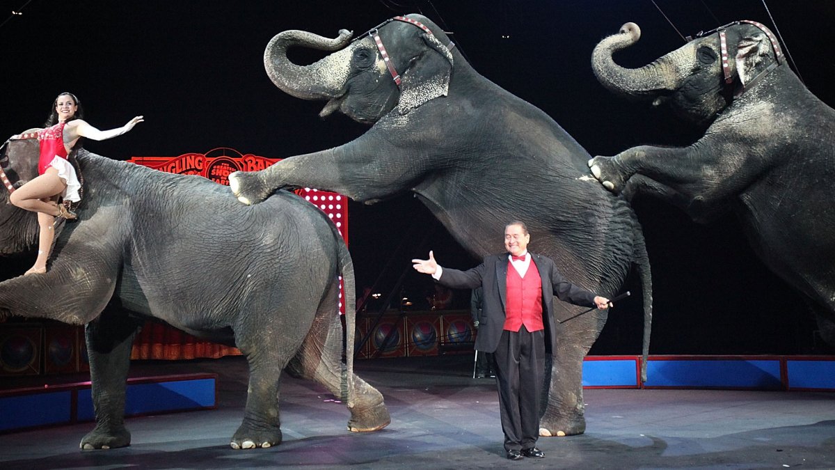‘Greatest Show on Earth’ Circus May Return Without Animals – NBC 6 ...