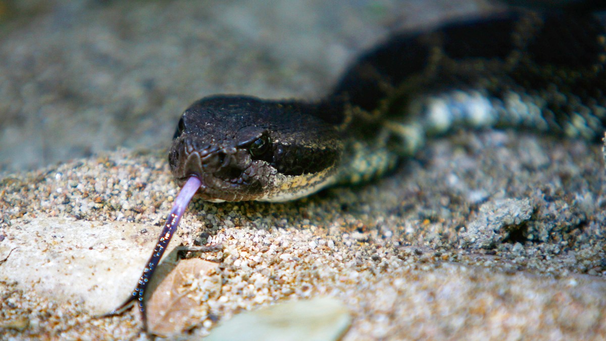 Five Venomous Snakes, Alligator Seized From Apartment – NBC 6 South Florida