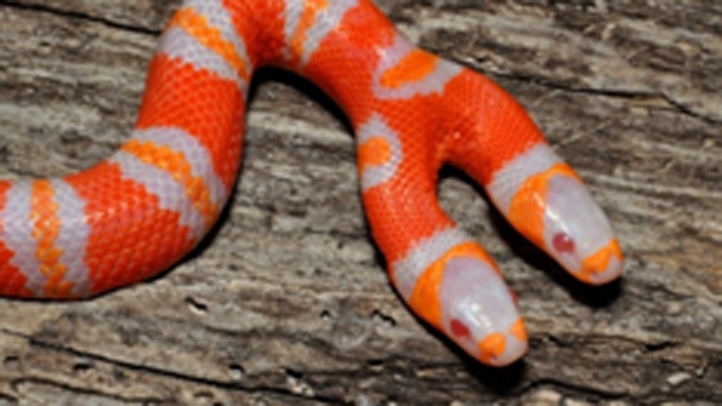 Two-Headed Albino Snake Hatches in Central Florida – NBC 6 South Florida