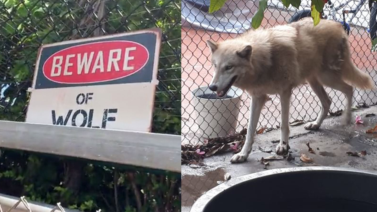 ‘Wolf Dog’ Attacks Two Dogs in Miami Beach: Police – NBC 6 South Florida