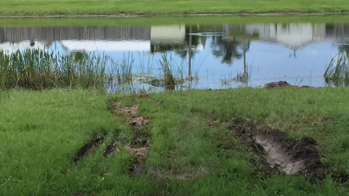 Man Seeking Pizza Drives Into Florida Pond, Dies – NBC 6 South Florida