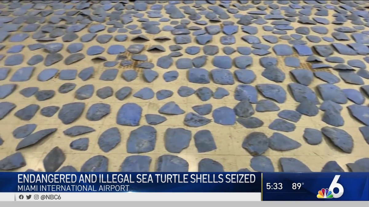 Endangered and Illegal Sea Turtle Shells Seized – NBC 6 South Florida