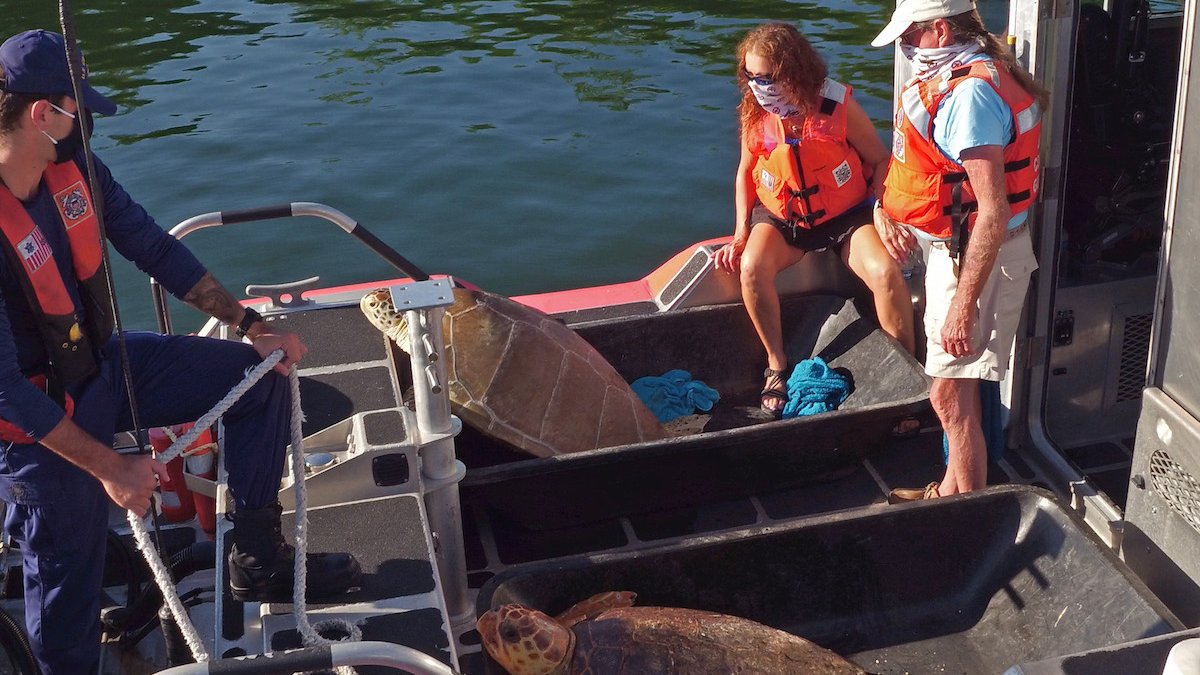 Coast Guard Helps Release Two Rehabilitated Sea Turtles Off Florida ...
