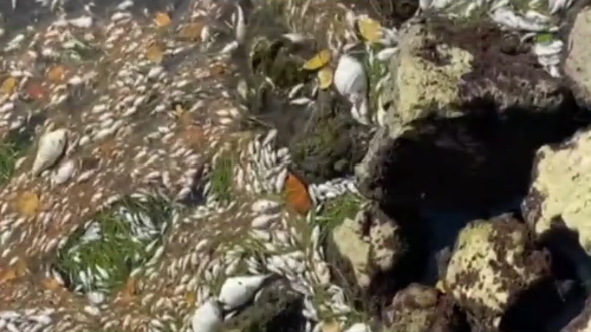 Protesters Gather Near Biscayne Bay to Address Fish Kill Affecting Area ...