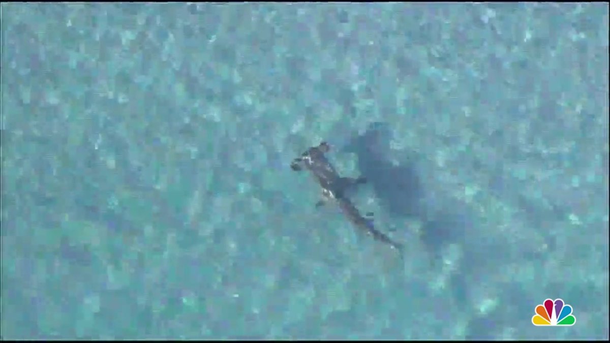 Hammerhead Shark Spotted Swimming Off Miami Beach – NBC 6 South Florida