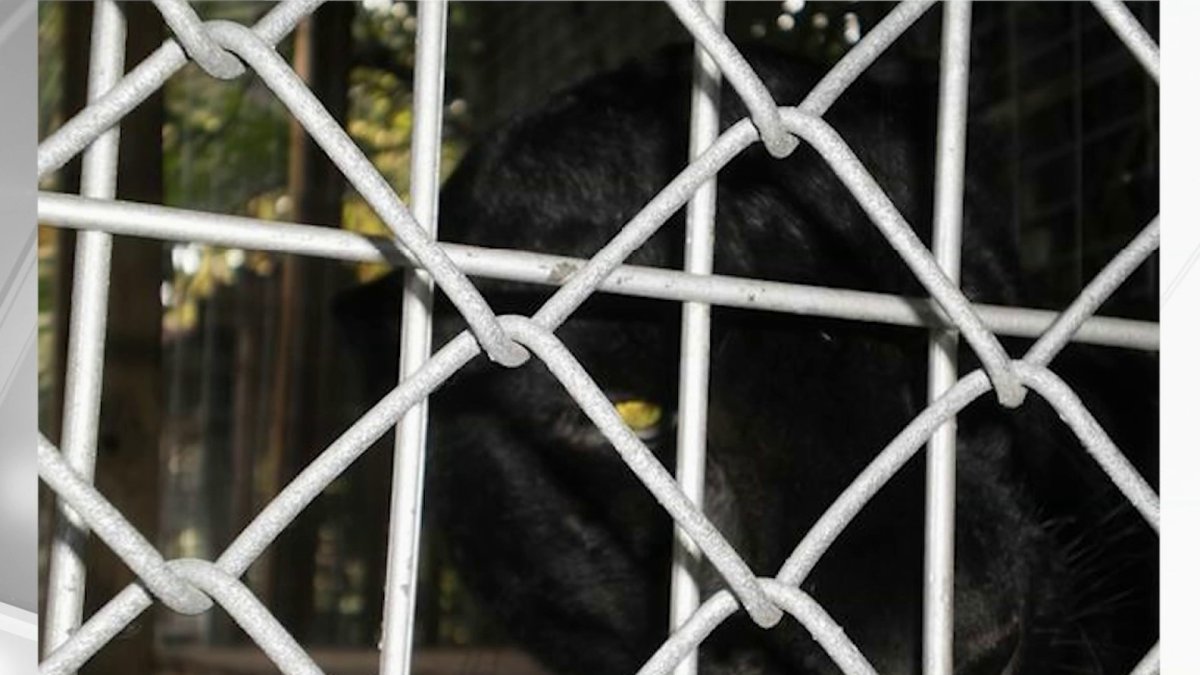 Black Leopard Mauls Man Who Paid to Have Pictures Taken at Davie Home ...