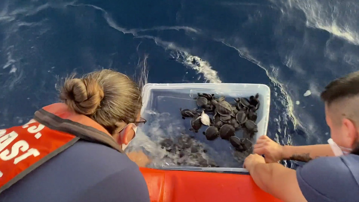 Coast Guard Releases More Than 200 Rehabilitated Sea Turtles Off ...