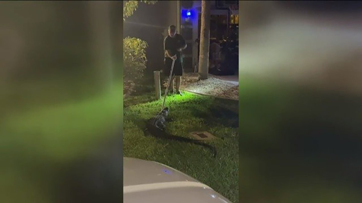 Southwest Florida Woman Finds 7-Foot Alligator in Garage of Her Home ...