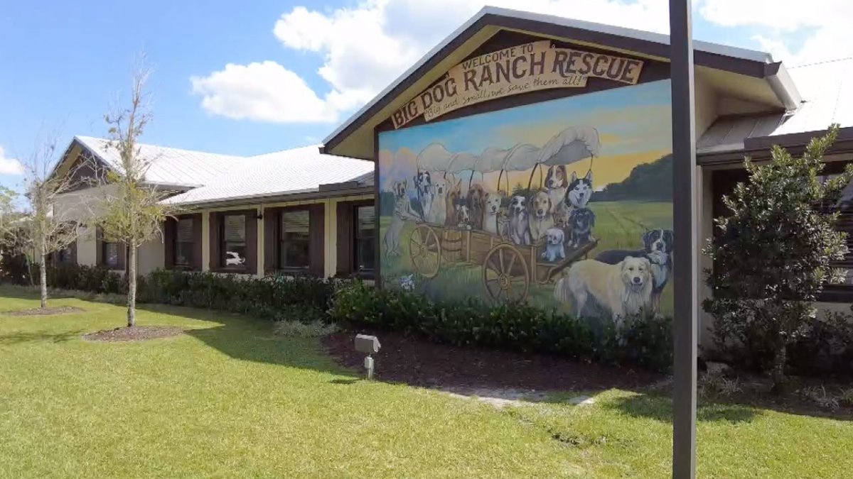 Dog Rescue Group Says Donations Hurt After Article Ties Them to Former ...