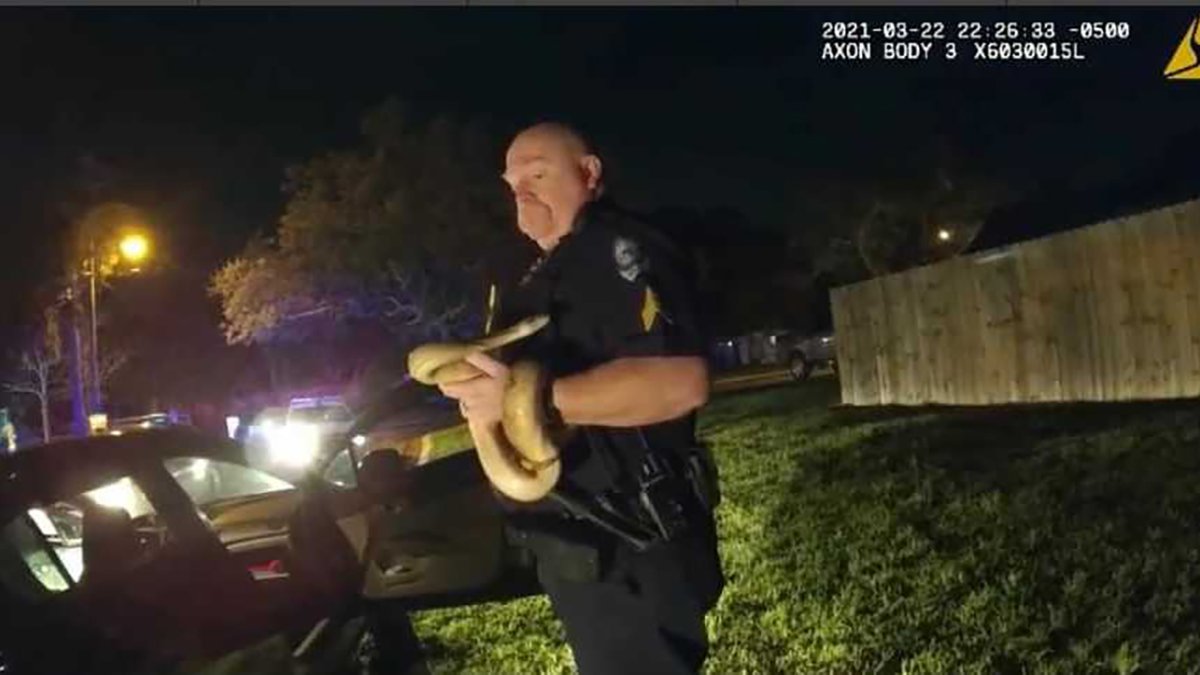North Florida Officers Find ‘Emotional Support Snake’ During DUI ...