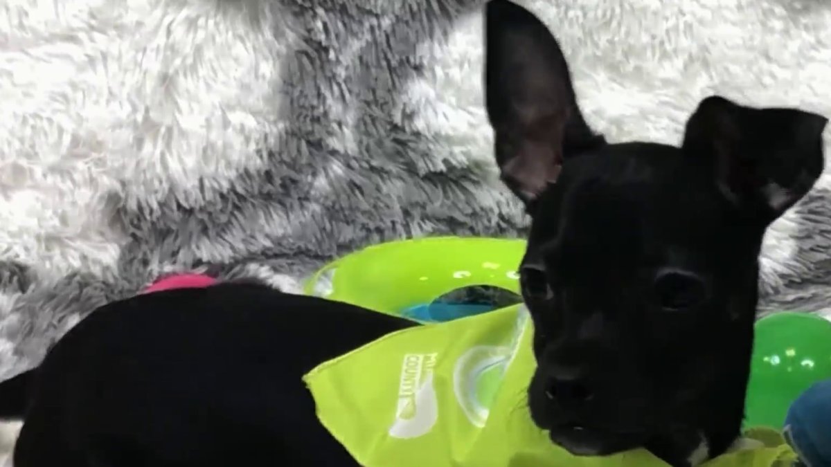 ‘Roo,’ Dog Without Front Legs, Needs Help With Medical Care – NBC 6 ...