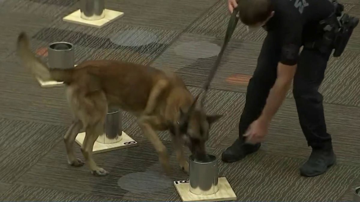 K-9s Go Through Explosive Detection Training in South Florida – NBC 6 ...