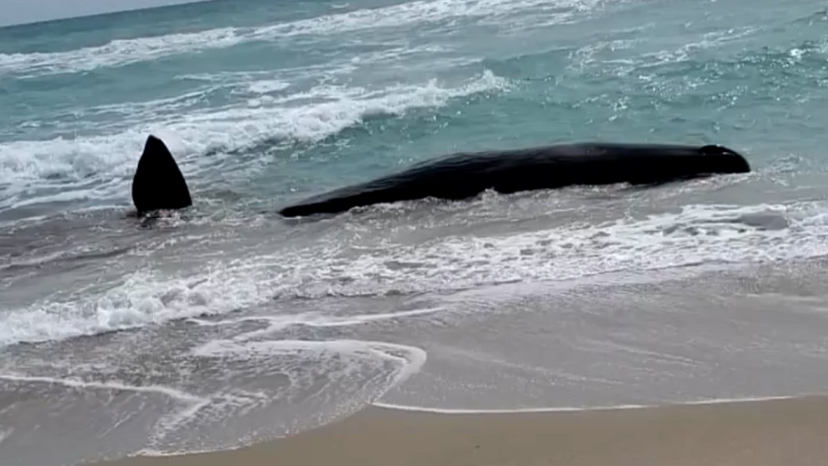 Sperm Whale Found Stranded On the Shore in St. Lucie County – NBC 6 ...