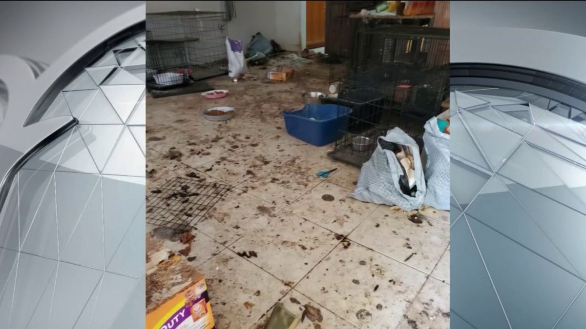 Police Recover Dozens of Cats From Filthy Sunrise Home – NBC 6 South ... Police Recover Dozens of Cats From Filthy Sunrise Home – NBC 6 South ...
