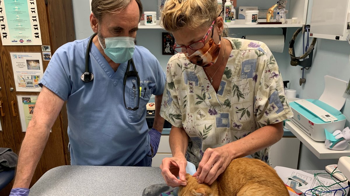 Is Veterinary Acupuncture Right for Your Pet? Here’s what you need to ...