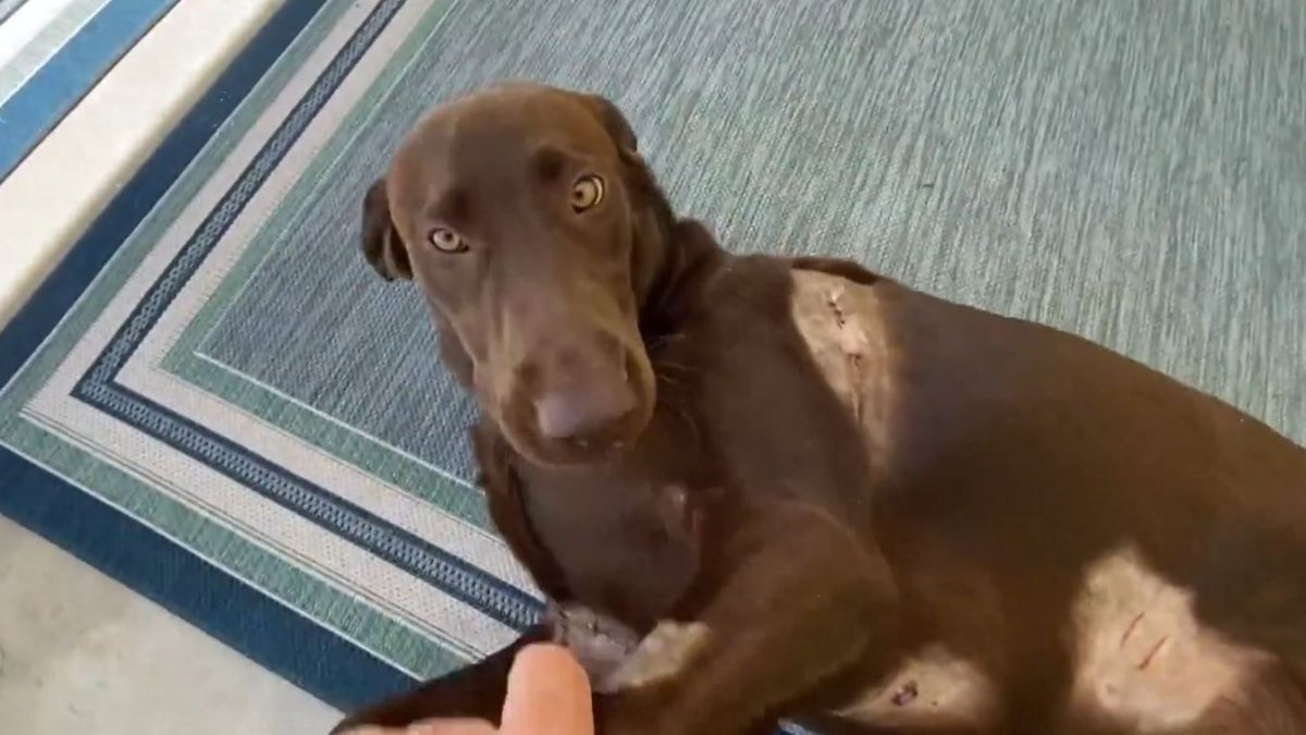 ‘It’s A Parent Instinct’: Florida Man Tackles Alligator to Save 8-Month ...