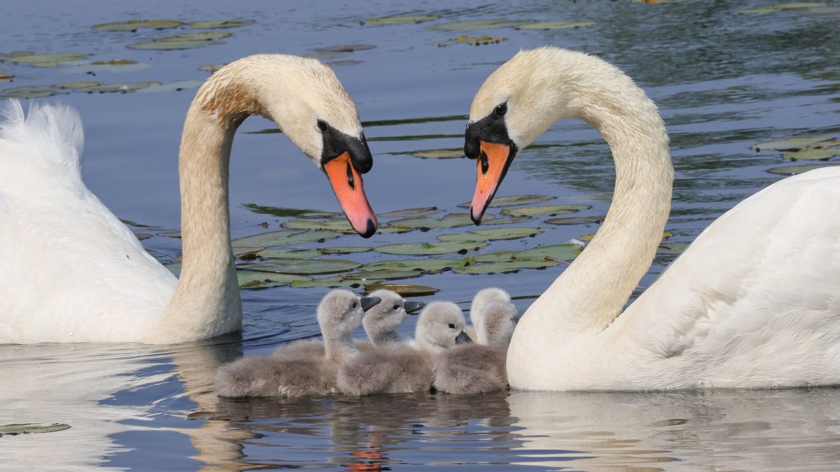 Lakeland Remembers Queen Elizabeth II Through Gift of Royal Swans – NBC ...