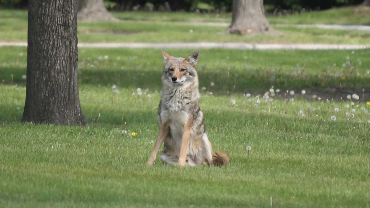 Coyote Population Booms in Florida – NBC 6 South Florida