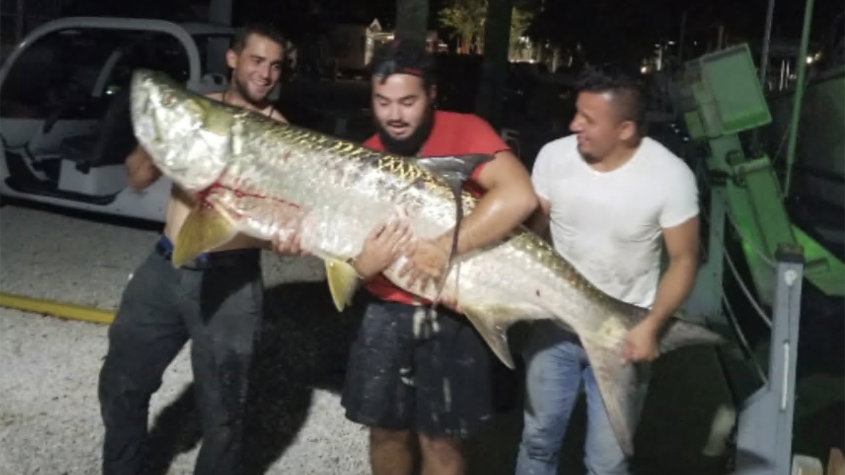 FWC Trying to Identify Men Who Killed Tarpon in Key Largo – NBC 6 South ...