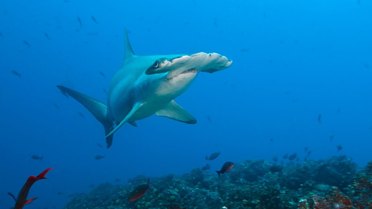 Biscayne Bay Is a Baby Shark Nursery for Hammerheads – NBC 6 South Florida