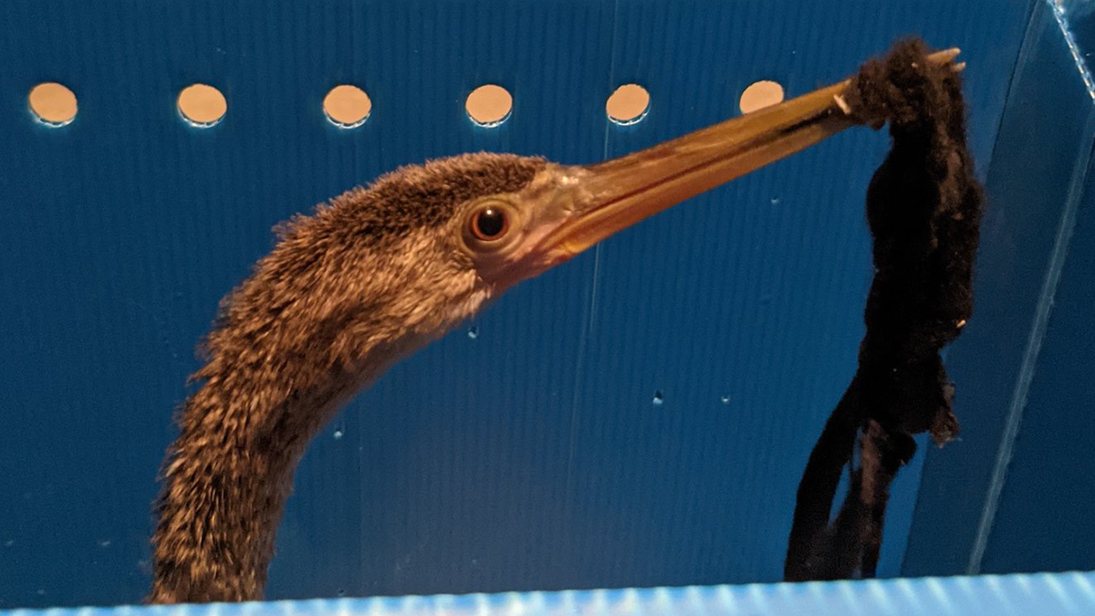Pelican With Face Mask Around Beak Rescued – NBC 6 South Florida