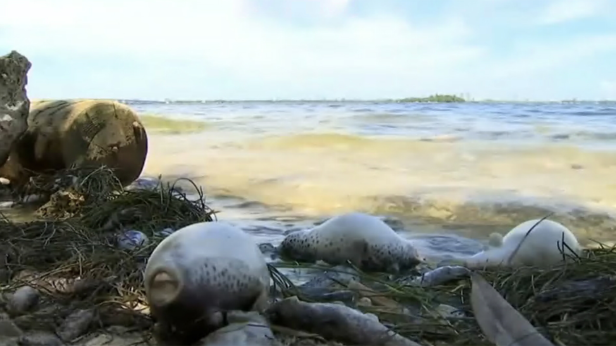 Extreme Heat, Days of Rain May Have Led to Biscayne Bay Fish Kill – NBC ...