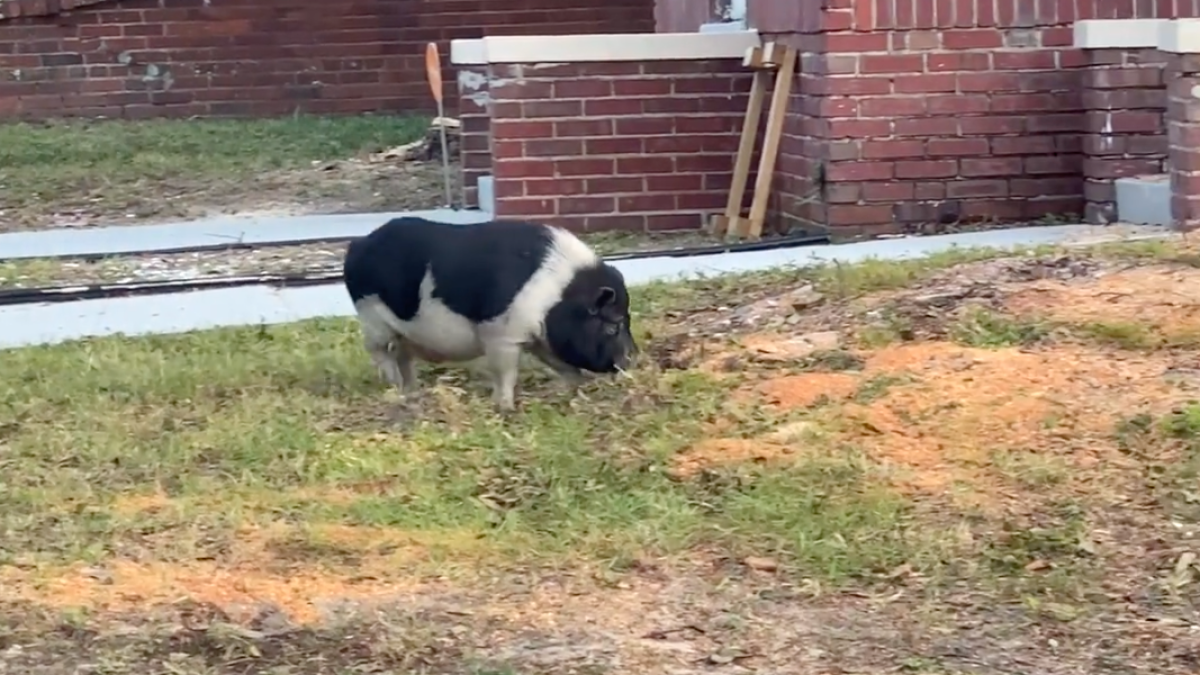 Florida Police Capture Runaway Pig After Wild Hour-Long Chase – NBC 6 ...
