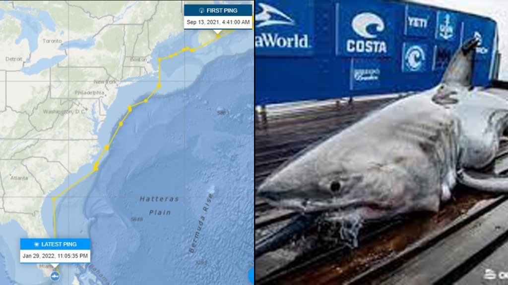 11-Foot Great White Shark Pings Off the Coast of Florida – NBC 6 South ...