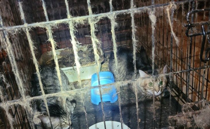 Woman Charged After 52 Cats Found Crammed Inside Filthy Hollywood Home ... Woman Charged After 52 Cats Found Crammed Inside Filthy Hollywood Home ...