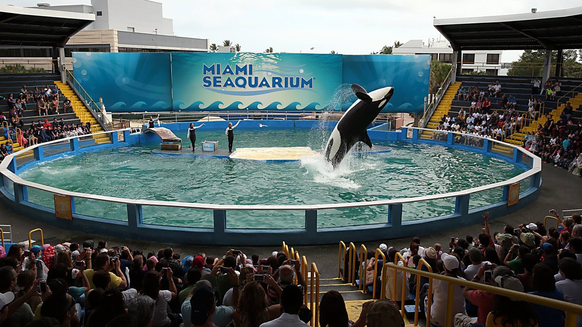 Miami Seaquarium to End Shows Featuring Killer Whale Lolita – NBC 6 ...