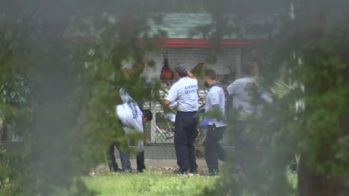 Miami-Dade Man Accused of Training, Selling Roosters for Fighting – NBC ...