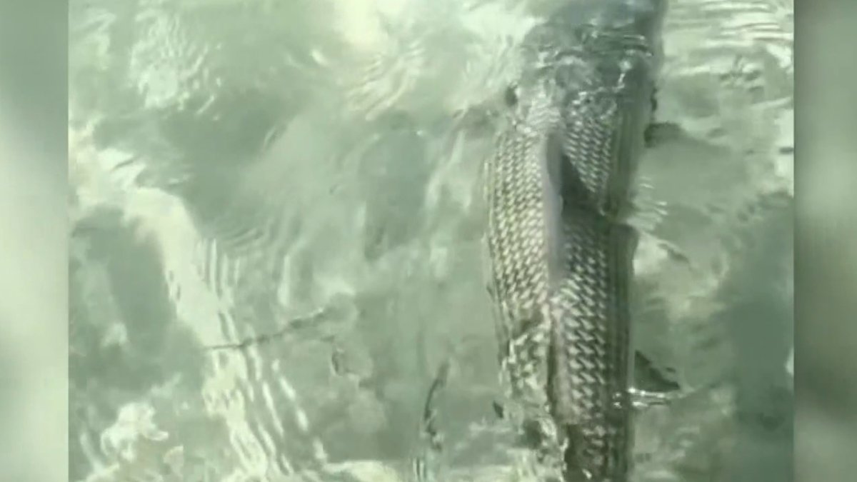 Pharmaceutical Drugs Found in Fish: Study – NBC 6 South Florida