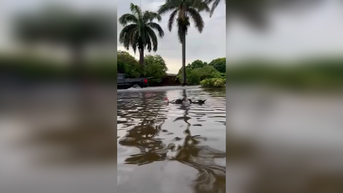 Flooding Woes Continue After Storms in SW Miami-Dade – NBC 6 South Florida