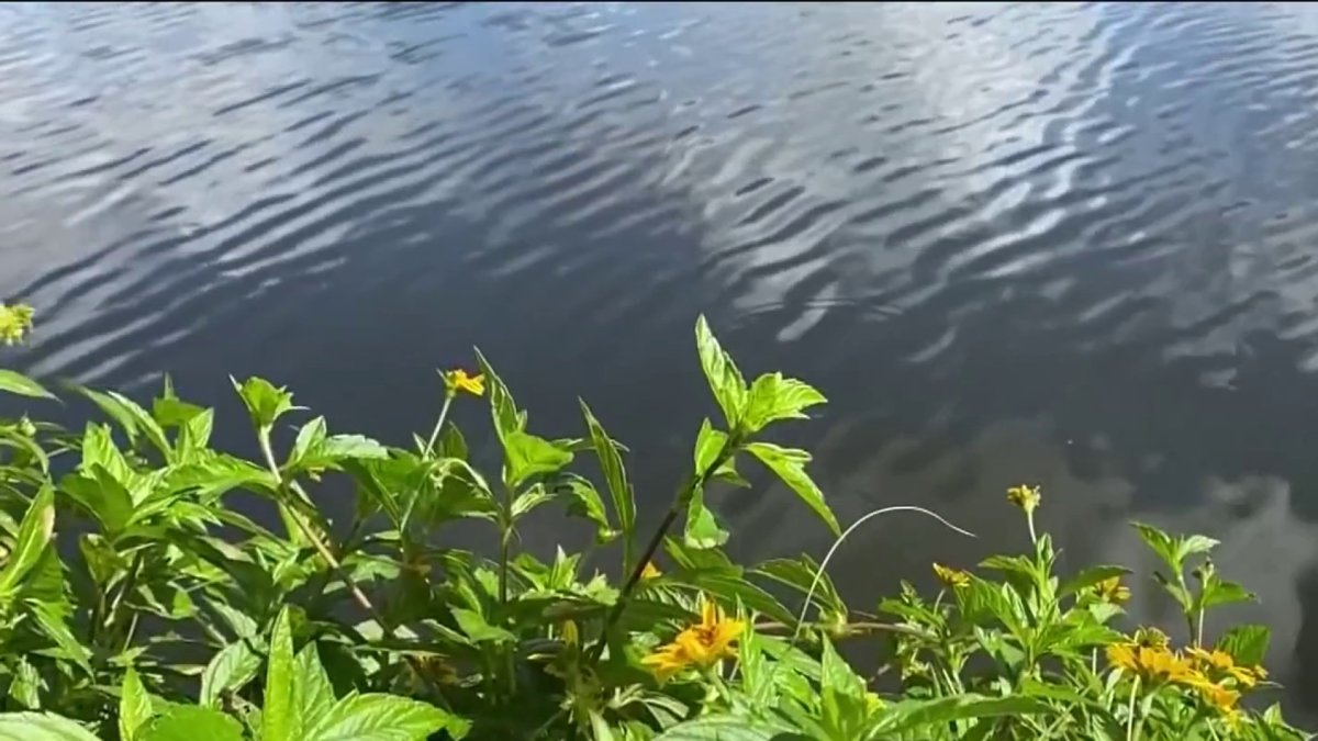 Elderly Woman Killed By Alligators NBC 6 South Florida Elderly Woman Killed By Alligators NBC 6 South Florida