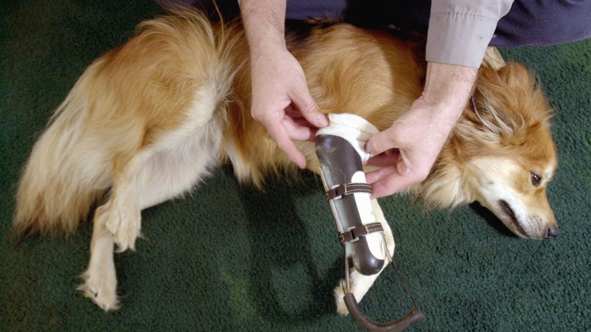 Exploring the World of Animal Prosthetics and Bracing – NBC 6 South Florida