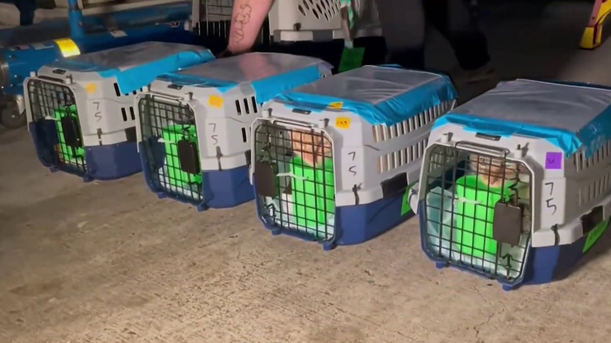 Animals Displaced After Hurricane Ian Taken to Rescues in South Florida ...