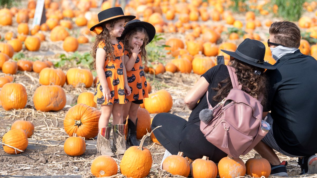 Fun Fall, Halloween Events Happening in South Florida This Month – NBC ...