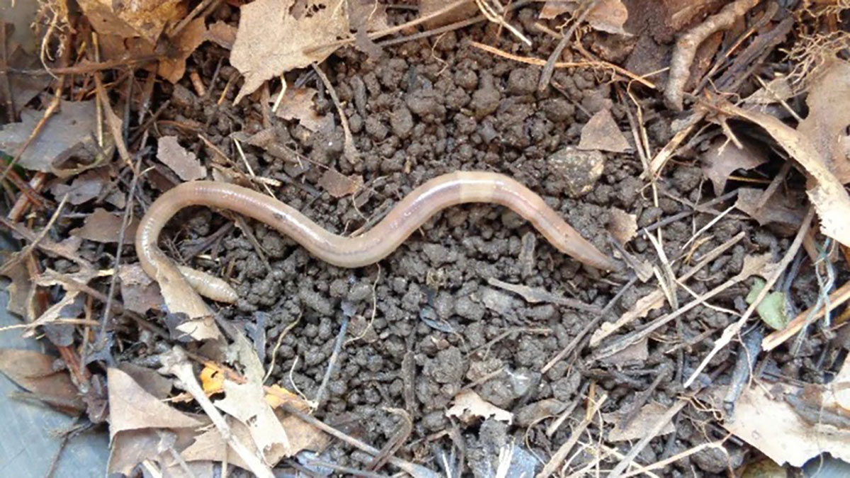 The Next Invasive Garden Threat? A Slithering, Jumping Worm – NBC 6 ...