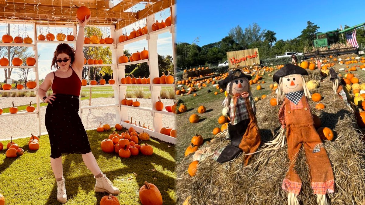 Pick Pumpkins in Miami This Fall Season at The Berry Farm’s Patch – NBC ...
