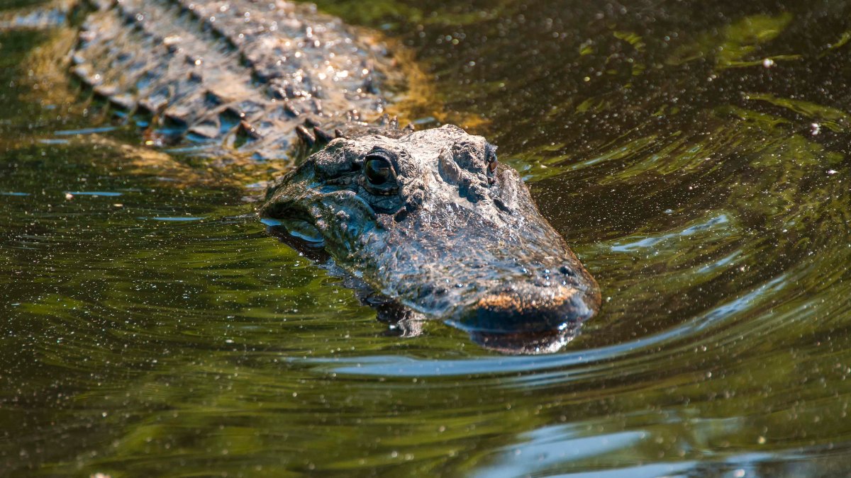 Alligator Attacks Man Washing His Hands in a Florida Pond – NBC 6 South ...