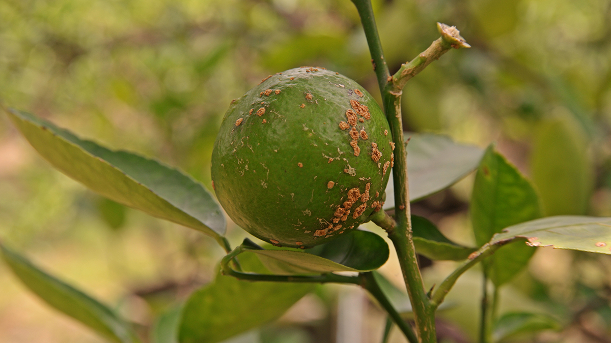 About 97,000 Checks Mailed in Miami-Dade Citrus Canker Settlement ...
