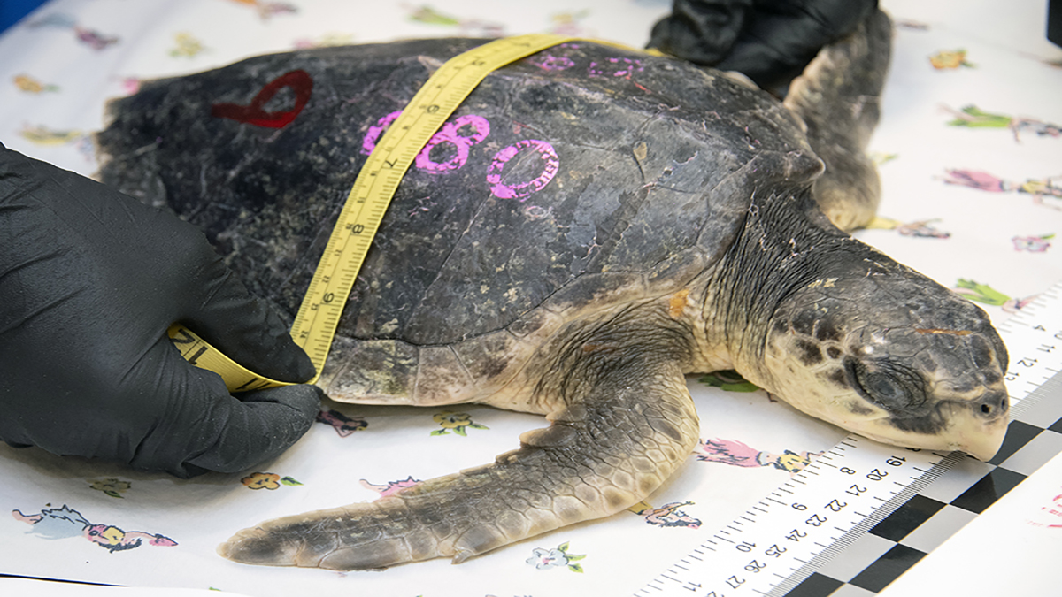 8 ‘Cold-Stunned’ Sea Turtles Arrive at Zoo Miami From Massachusetts ...