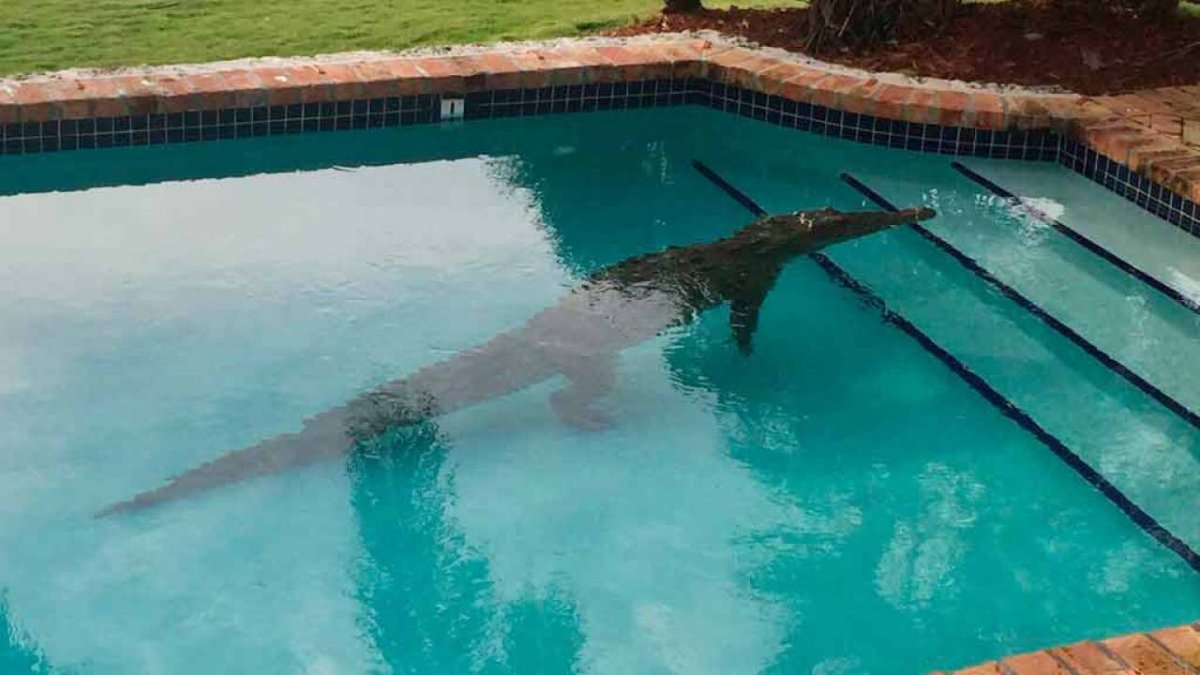 Crocodiles Make Comeback With Major Increase Across Florida – NBC 6 ...