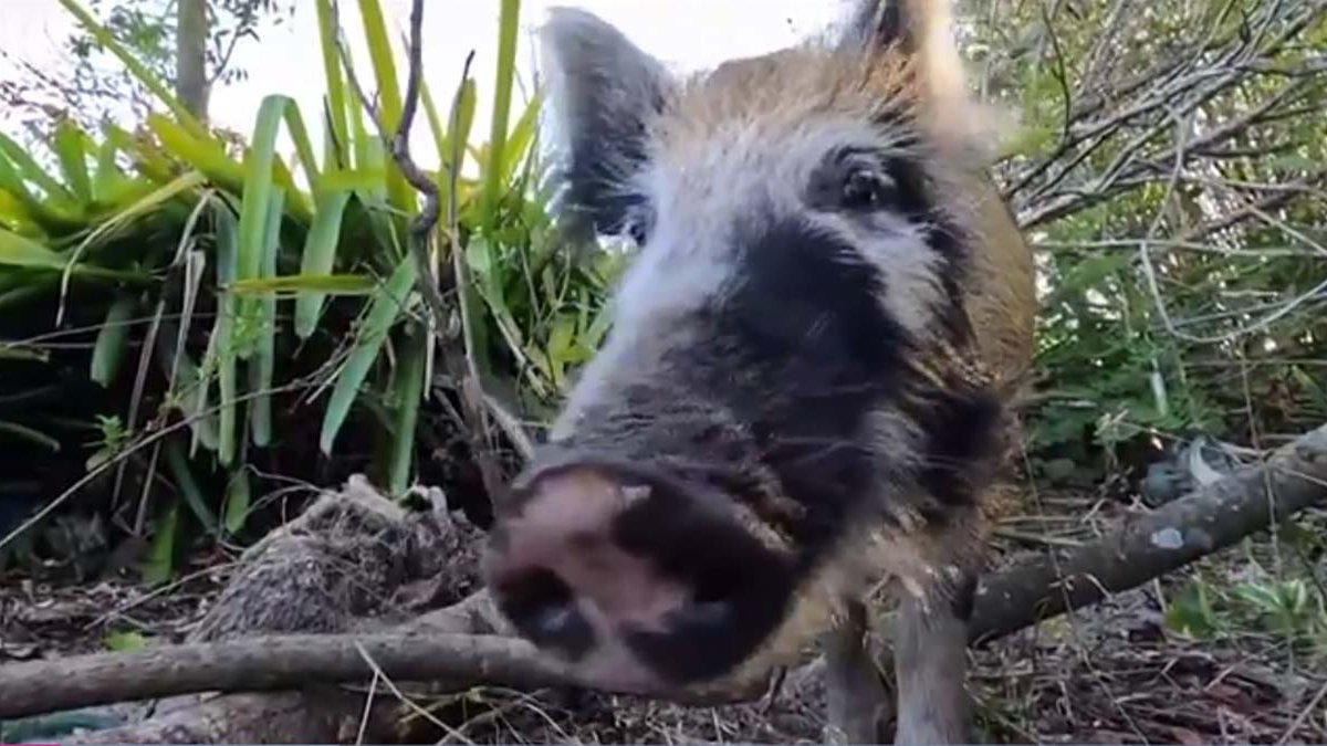 Porky Pest: Stray Hog Wreaking Havoc on SW Florida Neighborhood Since ...
