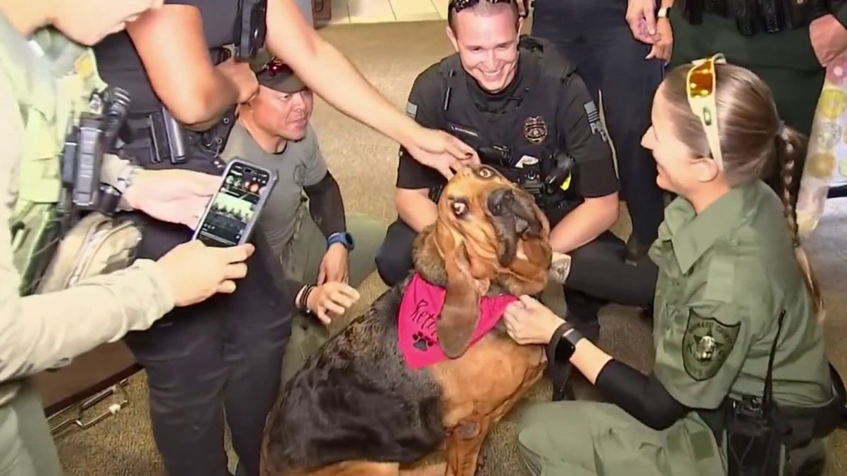 Bso K 9 Macie Retires After 10 Years Of Service Nbc 6 South Florida