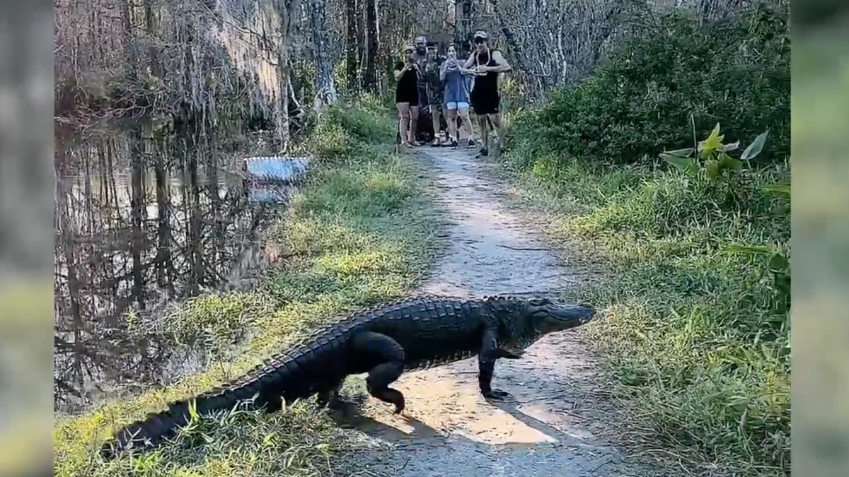 Watch: Huge Gator Blocks Hikers’ Path Through Florida Swamp – NBC 6 ...